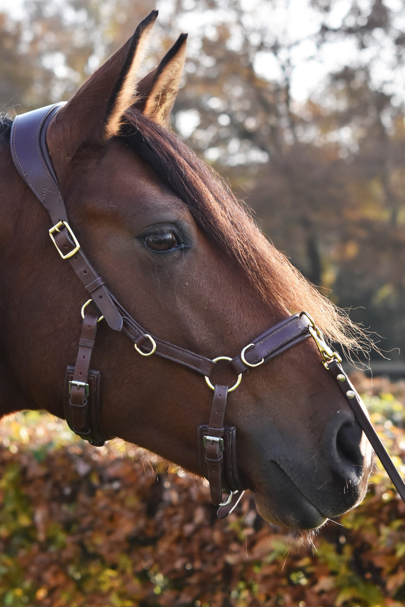 Human & Horse Heart Bridle – Human & Horse Academy